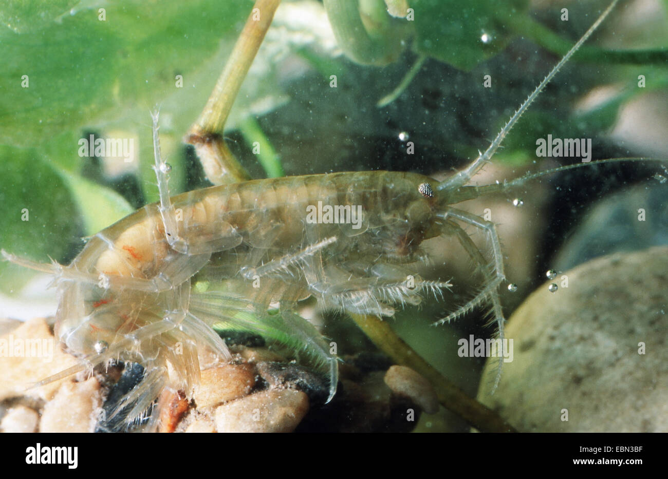 Freshwater amphipods hi-res stock photography and images - Alamy