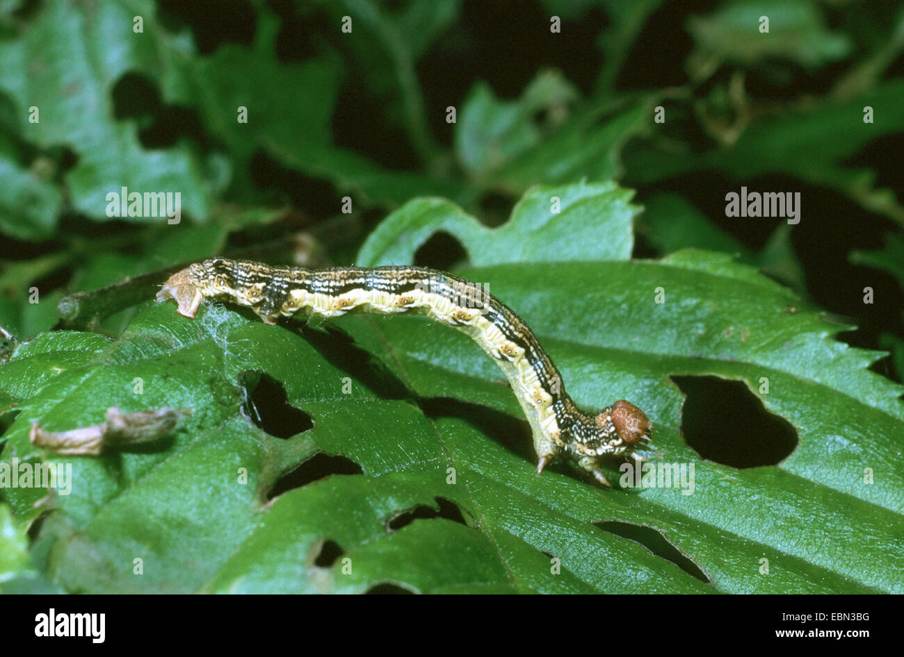 mottled umber (Erannis defoliaria), caterpillar, Germany Stock Photo ...