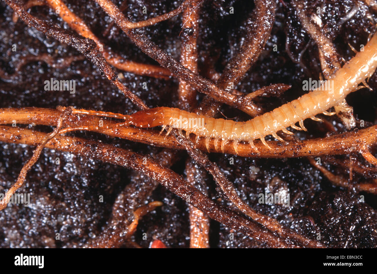 Centipede geophilus hi-res stock photography and images - Alamy