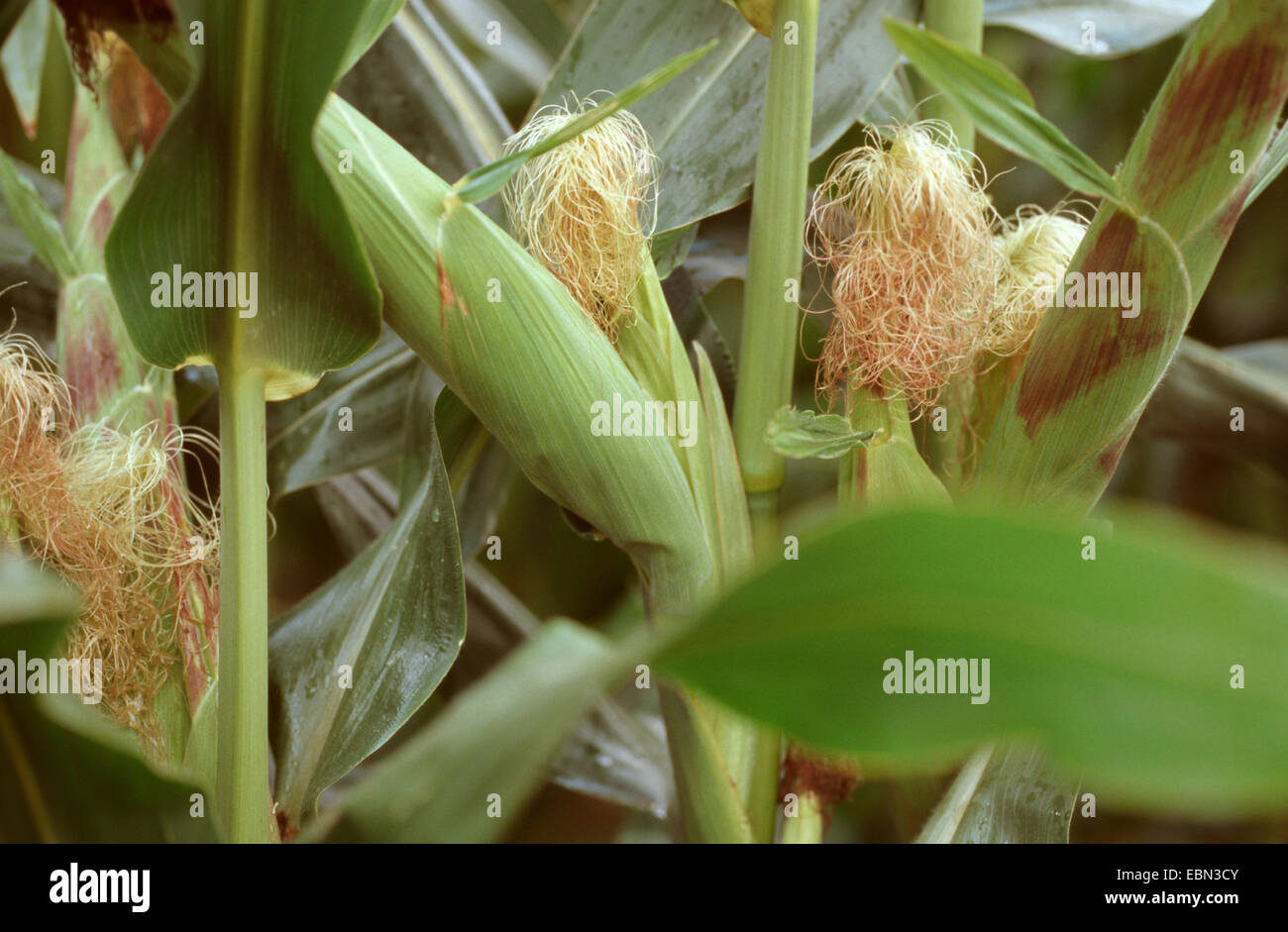Male And Female Parts Of Corn