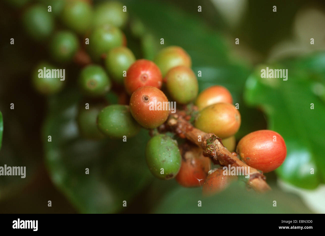 Australian sandarac (Coffea canephora), infructescence Stock Photo - Alamy