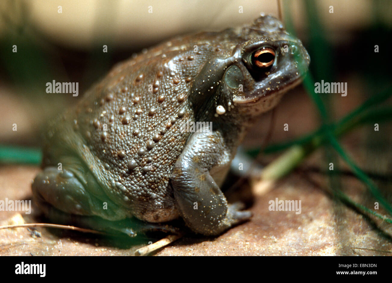 Colorado River Toad, Colorado Toad (Bufo alvarius), very poisonous ...