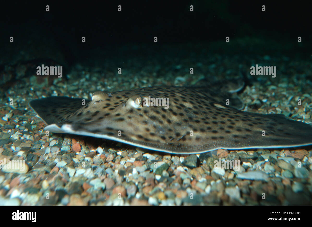 thornback skate, thornback ray, roker (Raja clavata), swimming directly ...