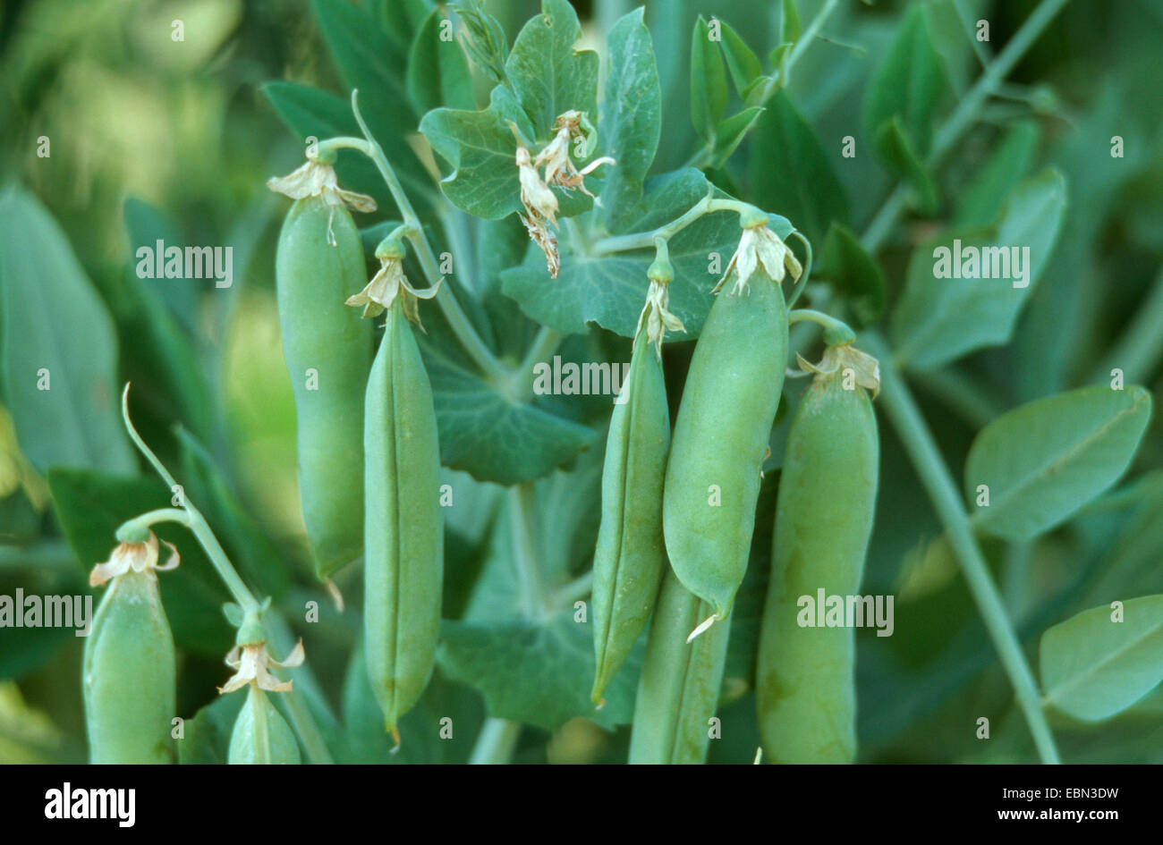 garden pea (Pisum sativum ssp. sativum), fruits Stock Photo - Alamy