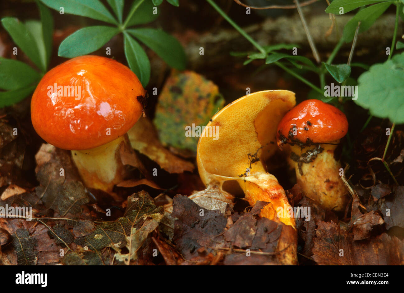 larch bolete (Suillus grevillei), fruiting bodies, Germany Stock Photo ...