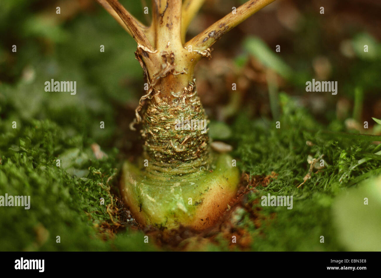 Maca (Lepidium meyenii, Lepidium peruvianum), root Stock Photo - Alamy