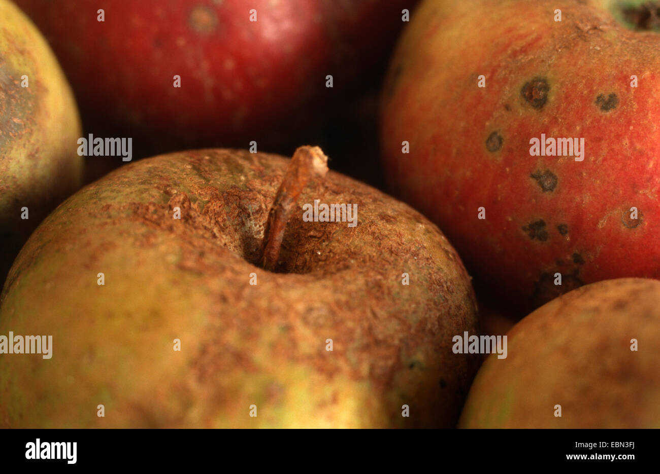 Apple scab (Venturia inaequalis), on apples Stock Photo - Alamy