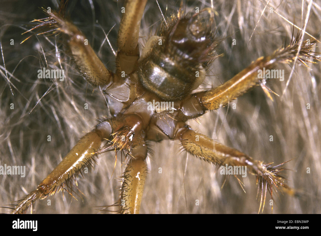 bat flies (Penicillidia dufourii), in fur of its host Stock Photo - Alamy