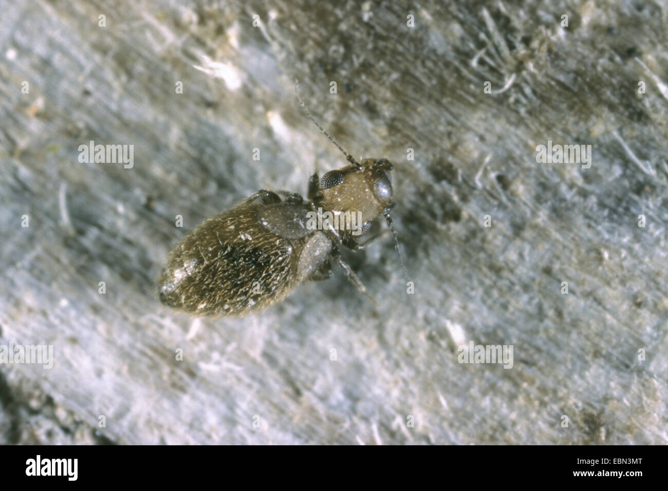 Dust lice hi-res stock photography and images - Alamy