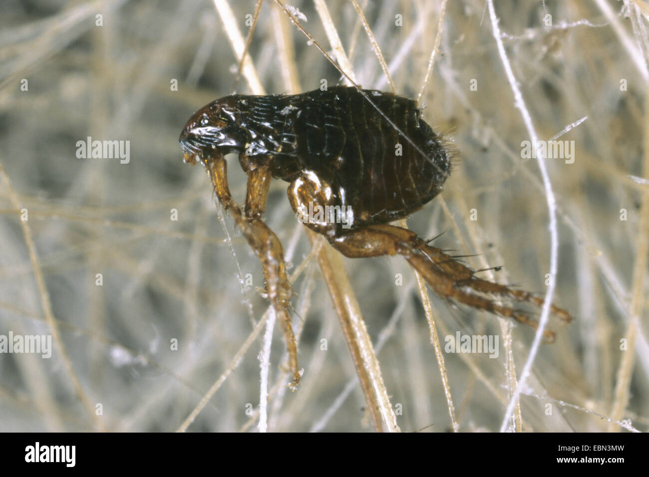 Magnified flea fur hi-res stock photography and images - Alamy