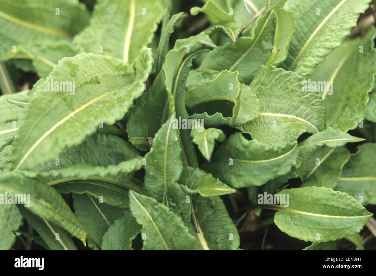 Common bistort, Meadow bistort (Polygonum bistorta, Bistorta ...