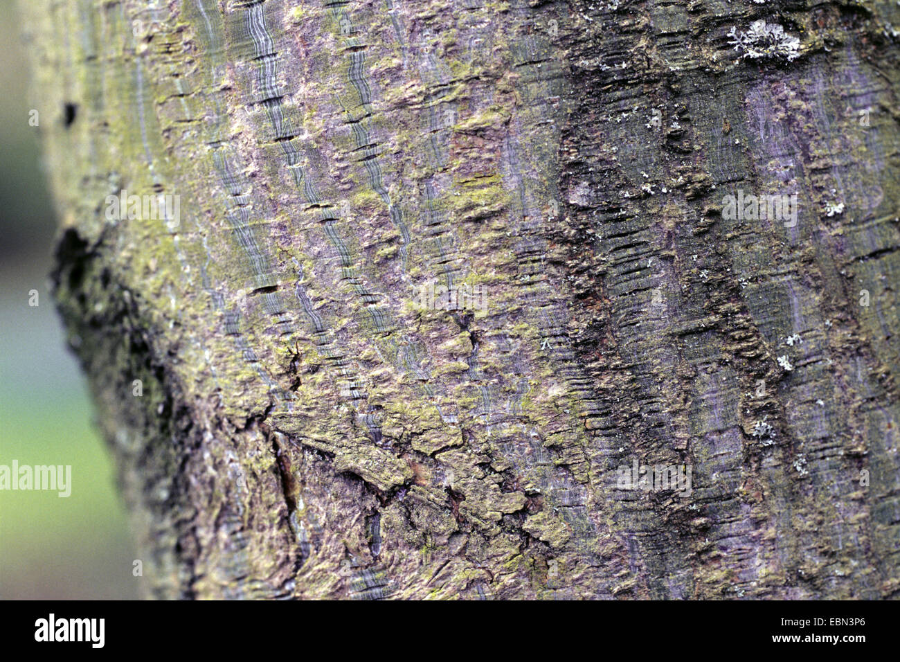 Kyushu Maple, Red Snakebark Maple (Acer capillipes), bark Stock Photo ...