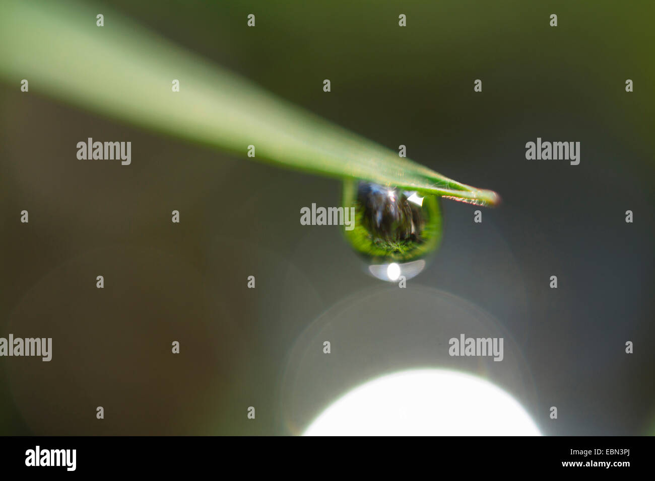 waterdrop hanging down from a leaf, Germany Stock Photo - Alamy
