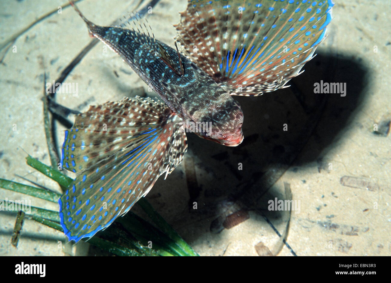 flying gurnard (Dactylopterus volitans), in the night, Spain, Ibiza ...