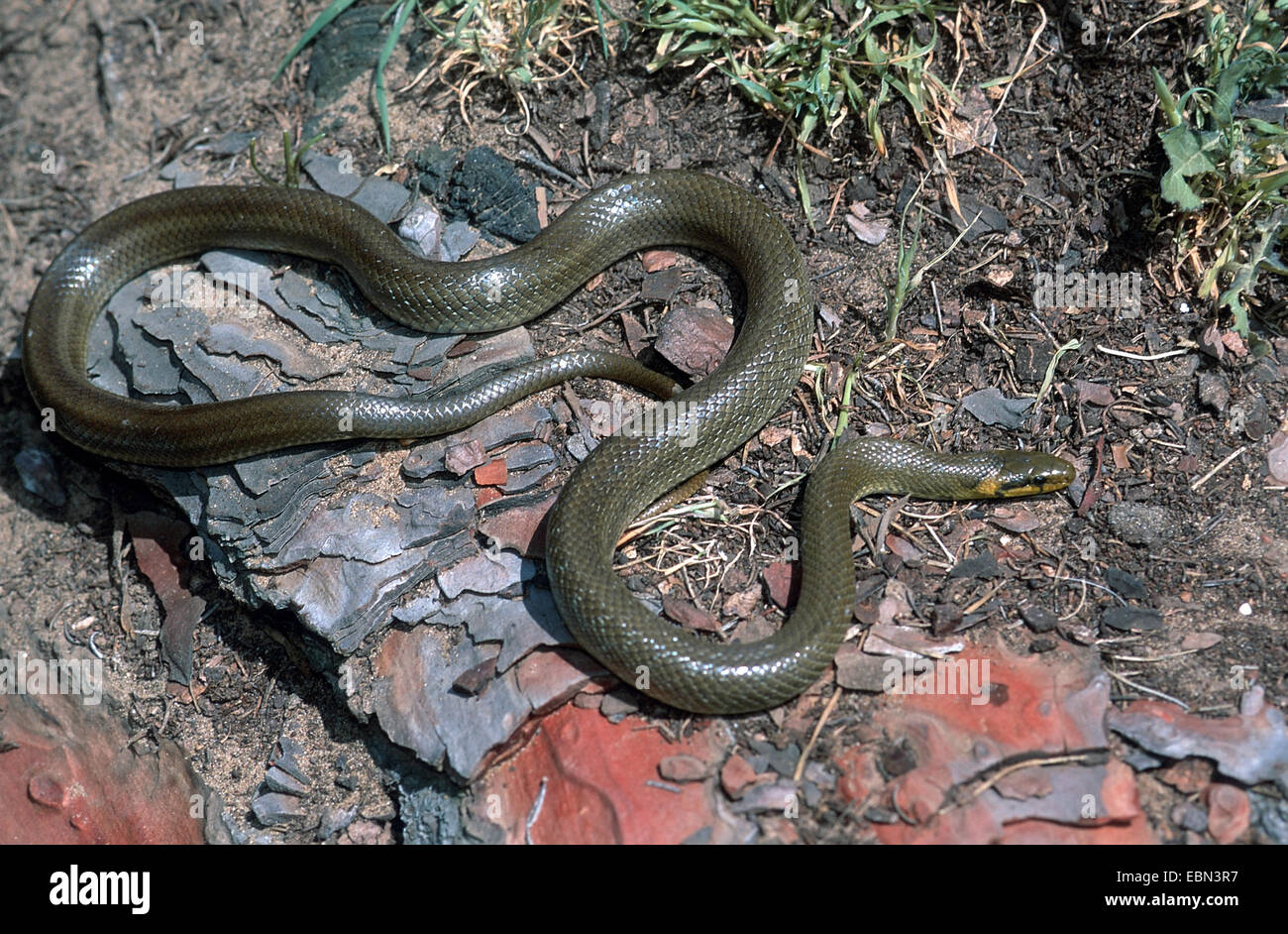 Aesculapian snake (Elaphe longissima), on slate, Greece, Peloponnes ...