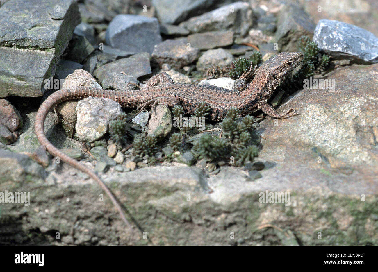common wall lizard (Lacerta muralis, Podarcis muralis), on a stone wall ...