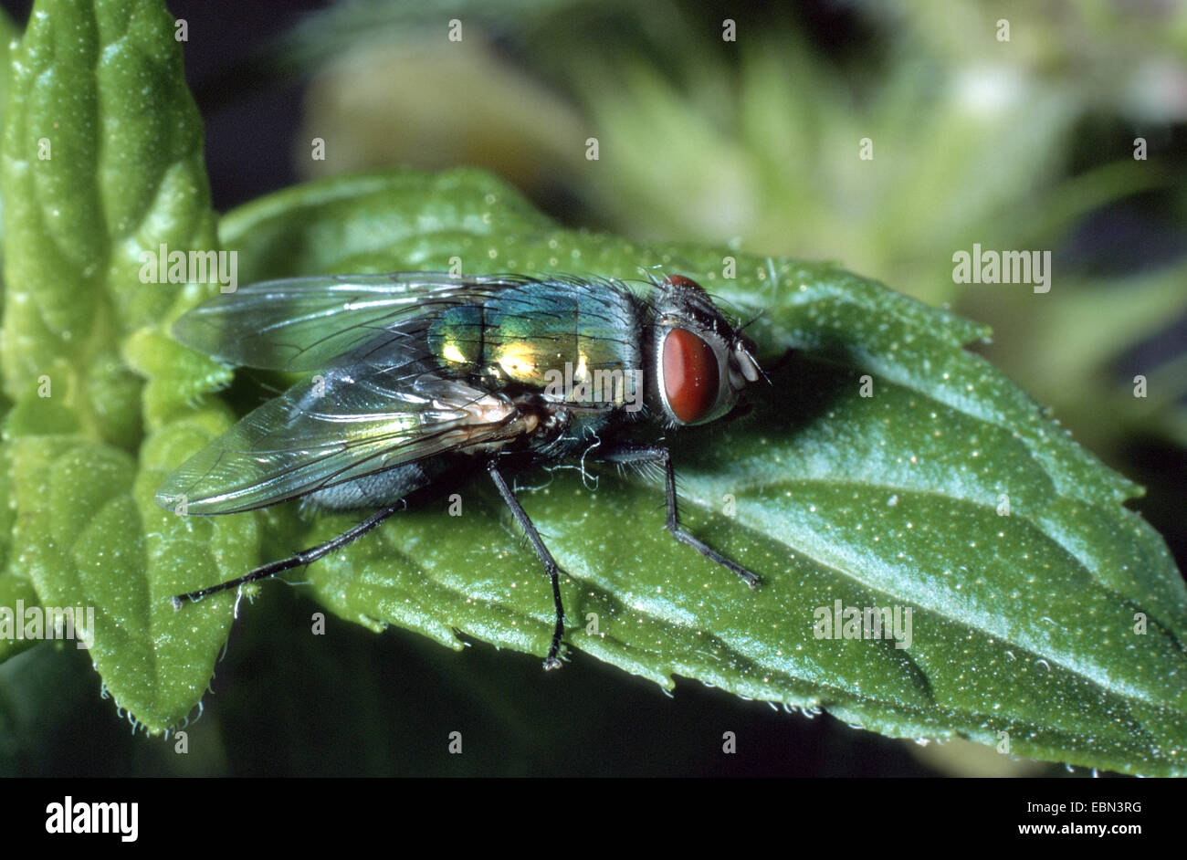 Lucilia (Lucilia spec. (caesar)), on leaf, Germany Stock Photo - Alamy