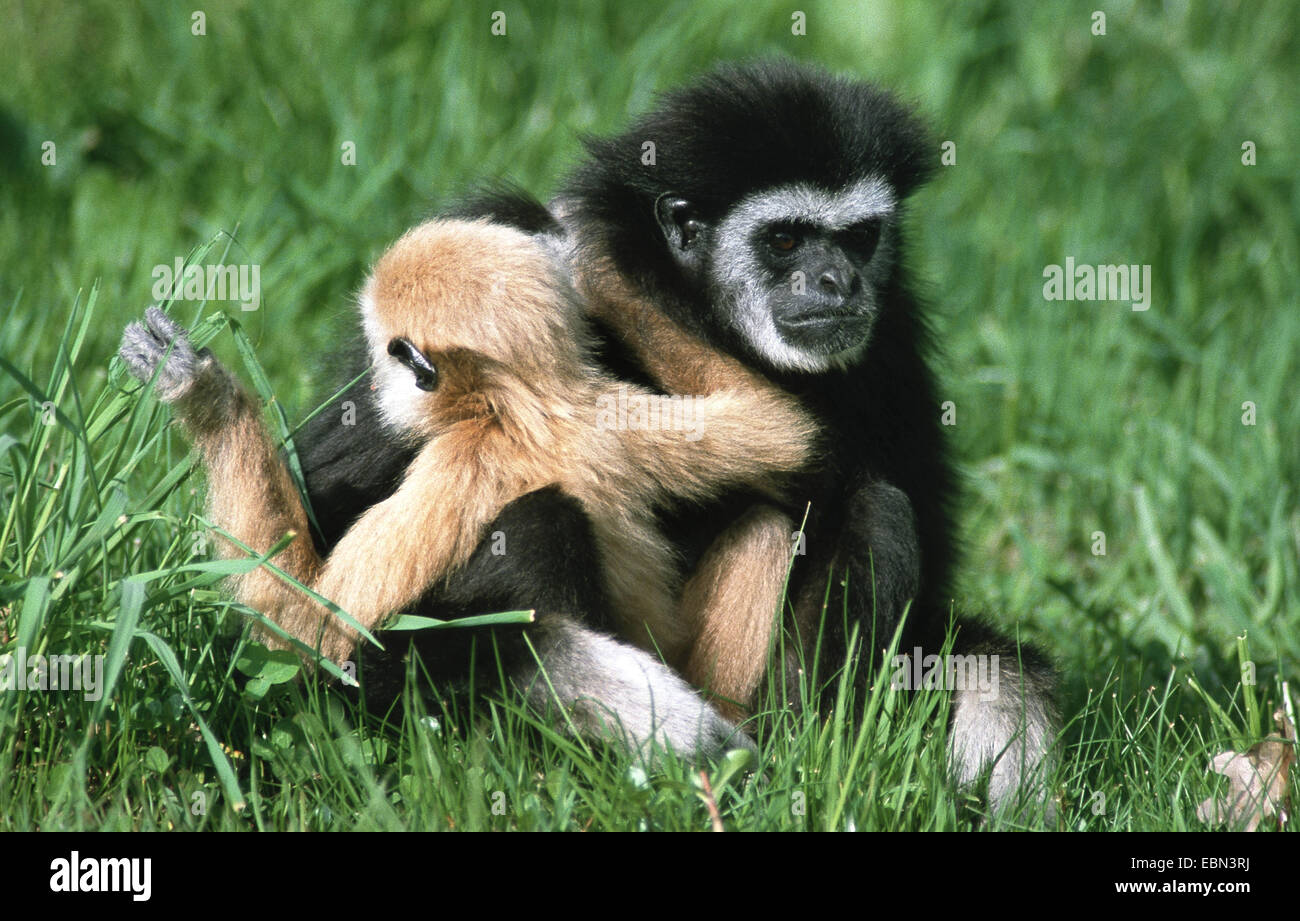 common gibbon, white-handed gibbon (Hylobates lar), with juvenile Stock ...