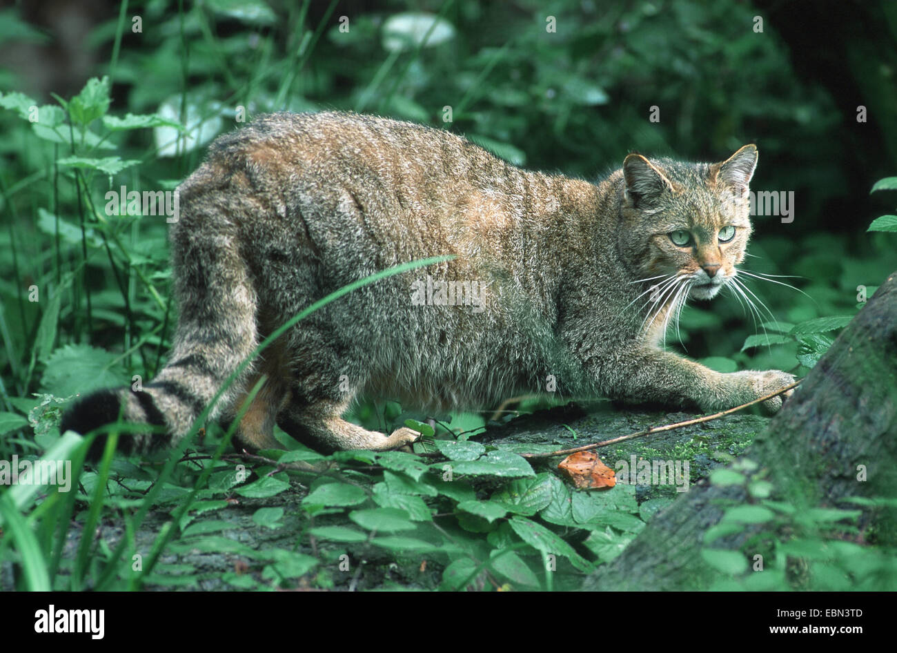 European wildcat, forest wildcat (Felis silvestris silvestris), in the ...