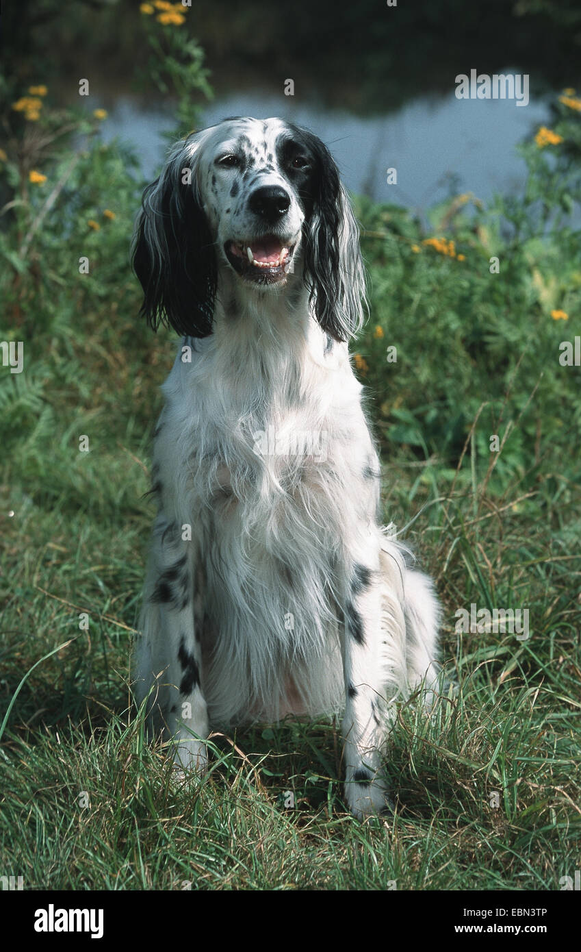 English Setter (Canis lupus f. familiaris), three years old she-dog ...