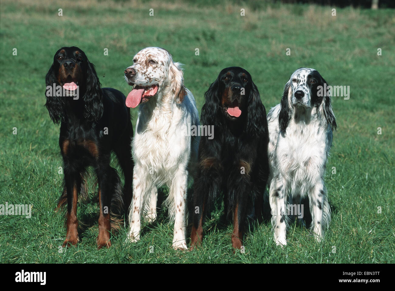 English setters hi-res stock photography and images - Alamy