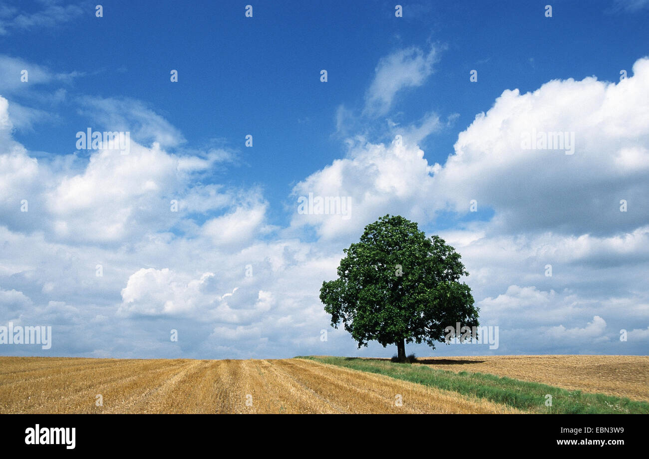 common beech (Fagus sylvatica), single tree amongst grain fields ...