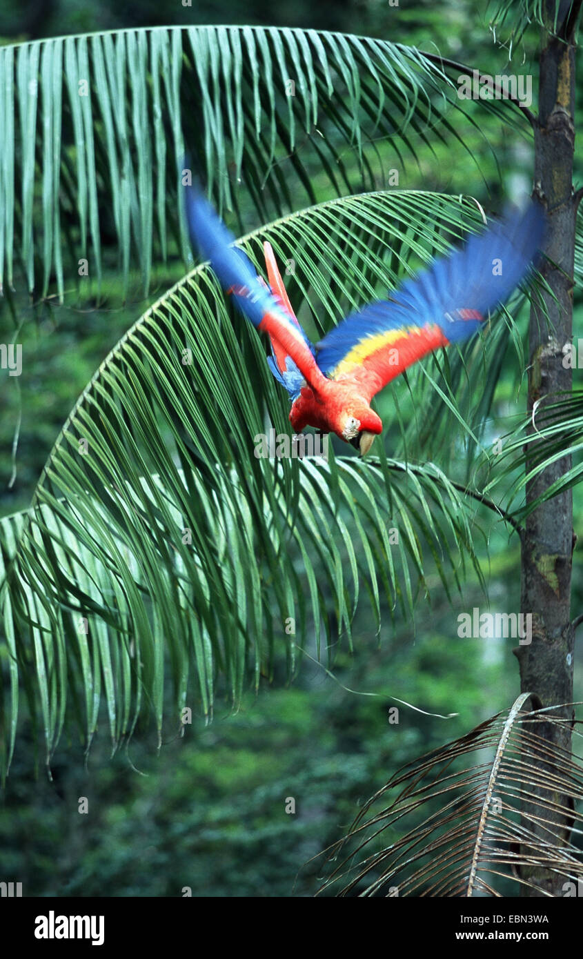 scarlet macaw (Ara macao), flying, Peru, Madre De Dios, Tambopata Stock ...