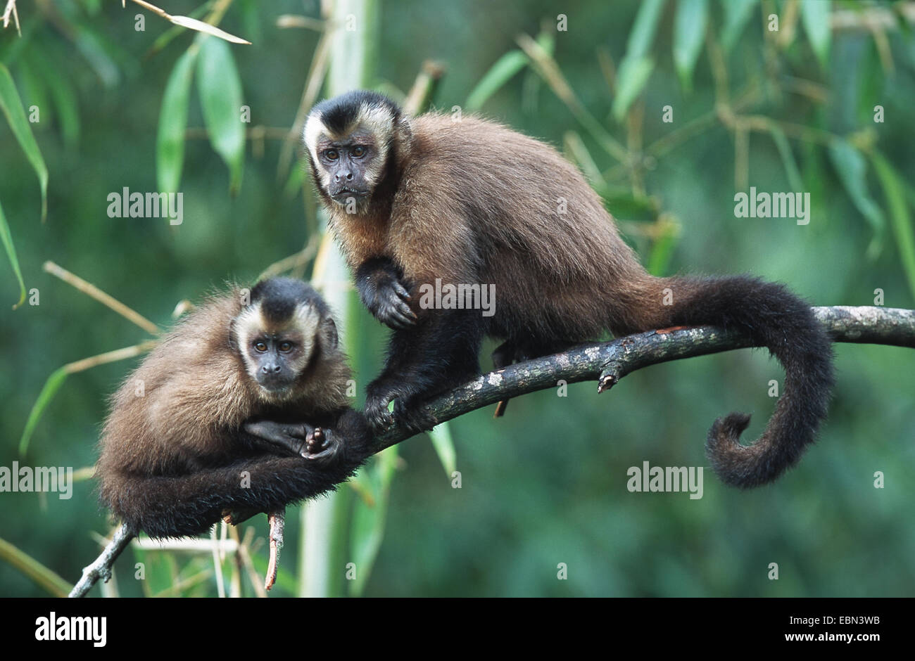 Black-Capped Capuchin, Brown-Capuchin Monkey (Cebus apella), pair ...