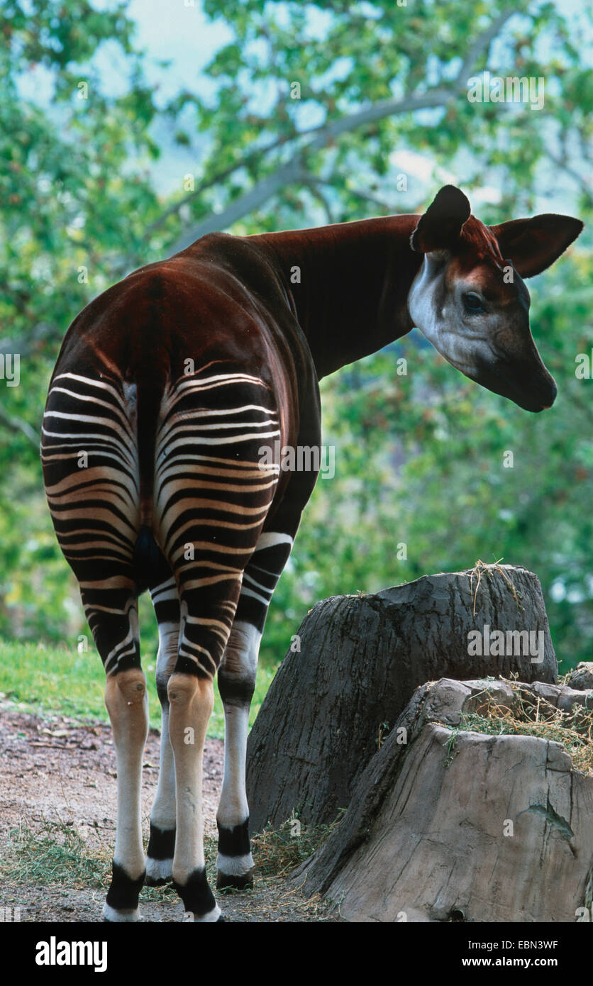 okapi (Okapia johnstoni), from the back beside tree stumps, turning the ...