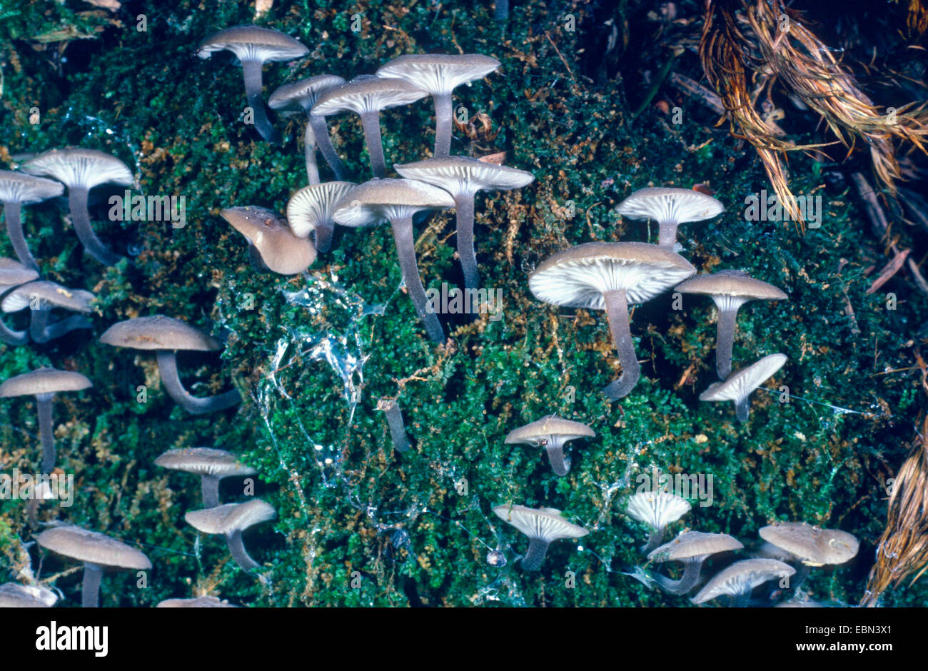 mushroom (Hydropus marginellus), fruiting bodies on mossy deadwood ...