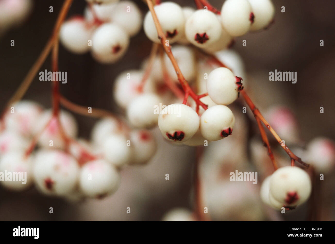Sorbus fruticosa hi-res stock photography and images - Alamy