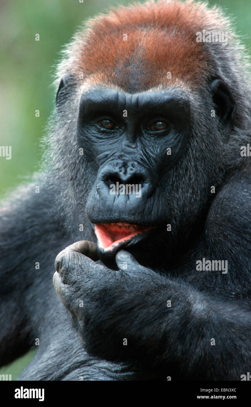 gorilla (Gorilla gorilla), portrait Stock Photo - Alamy