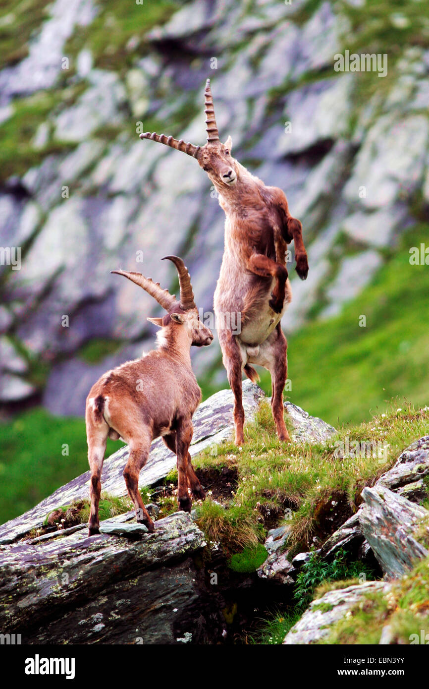 Ibex fighting males hi-res stock photography and images - Alamy