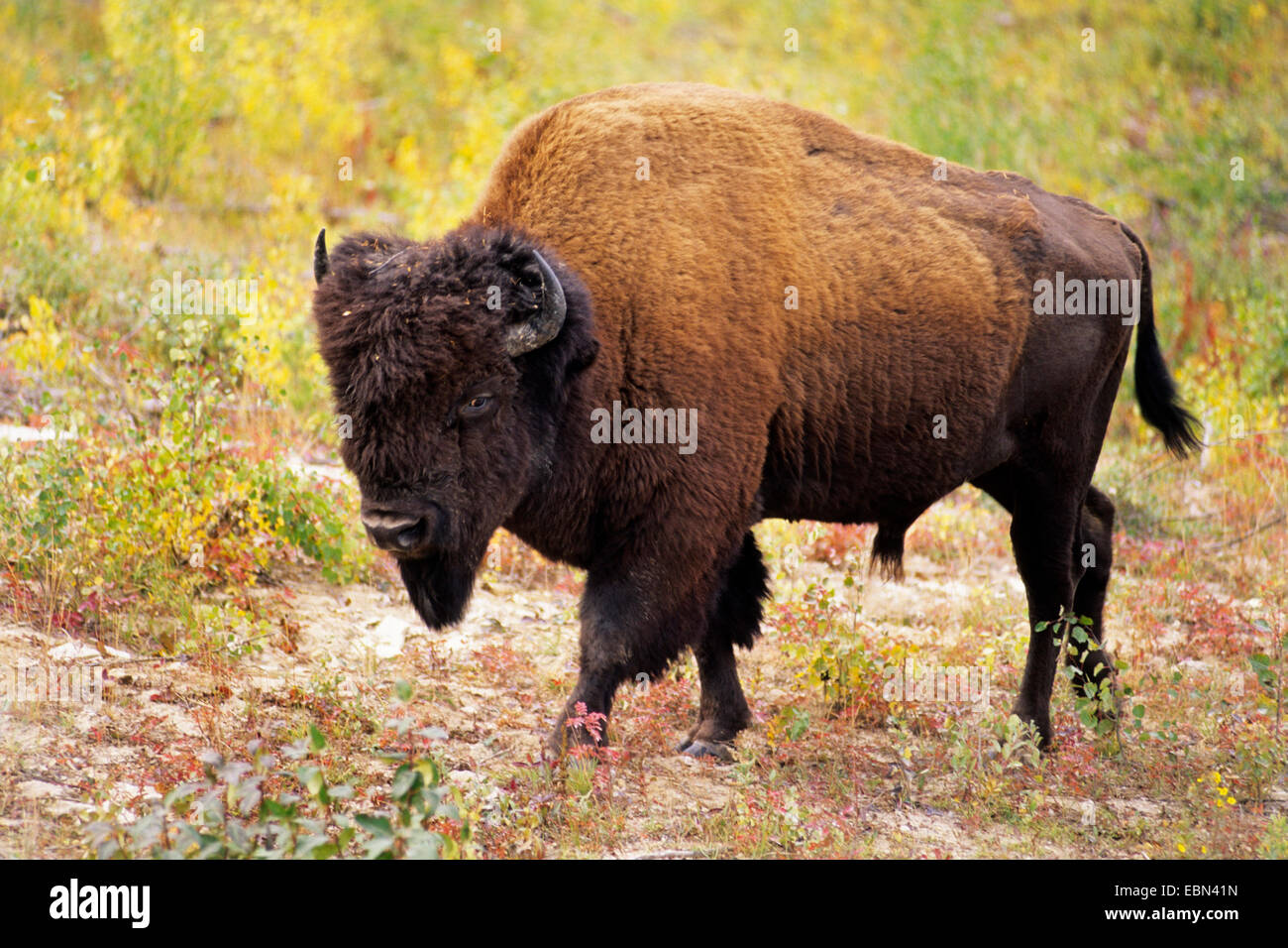 Forest steppes hi-res stock photography and images - Alamy