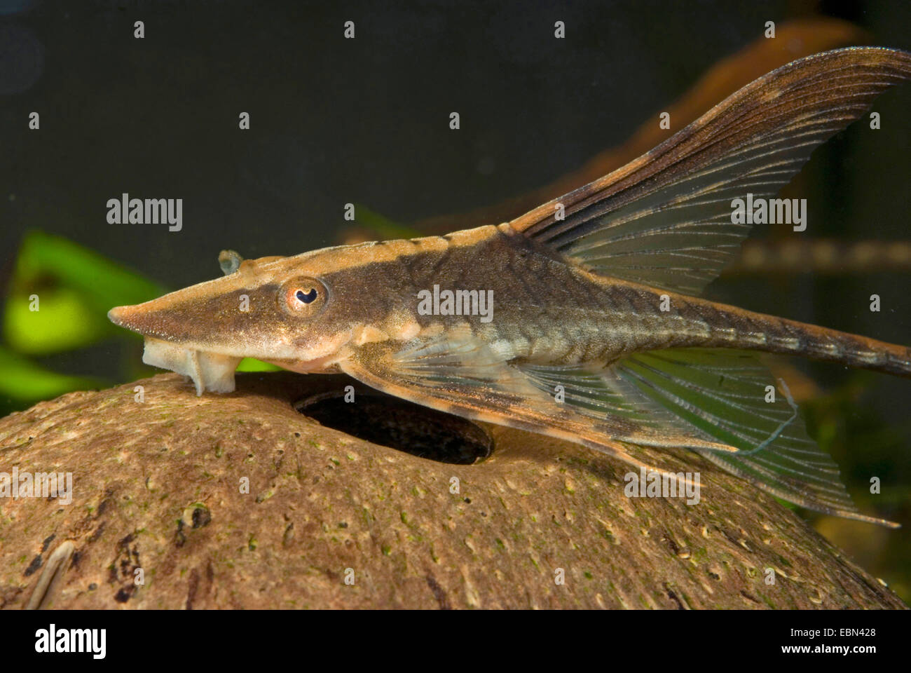 Panama sturisoma, royal whiptail, royal farowella (Sturisoma panamense ...