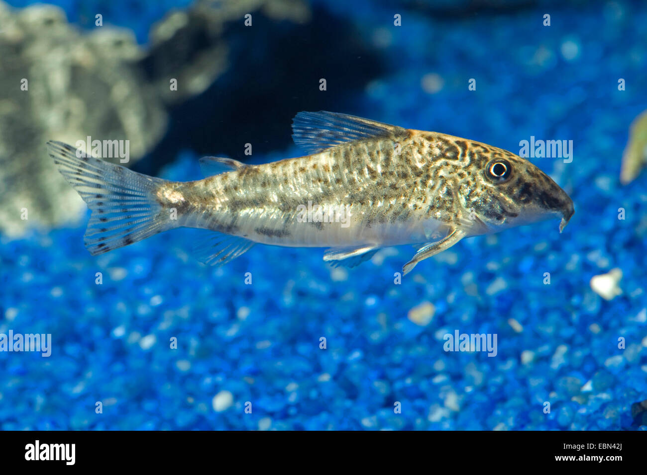 Banded corydoras, Bearded catfish (Scleromystax barbatus), swimming ...