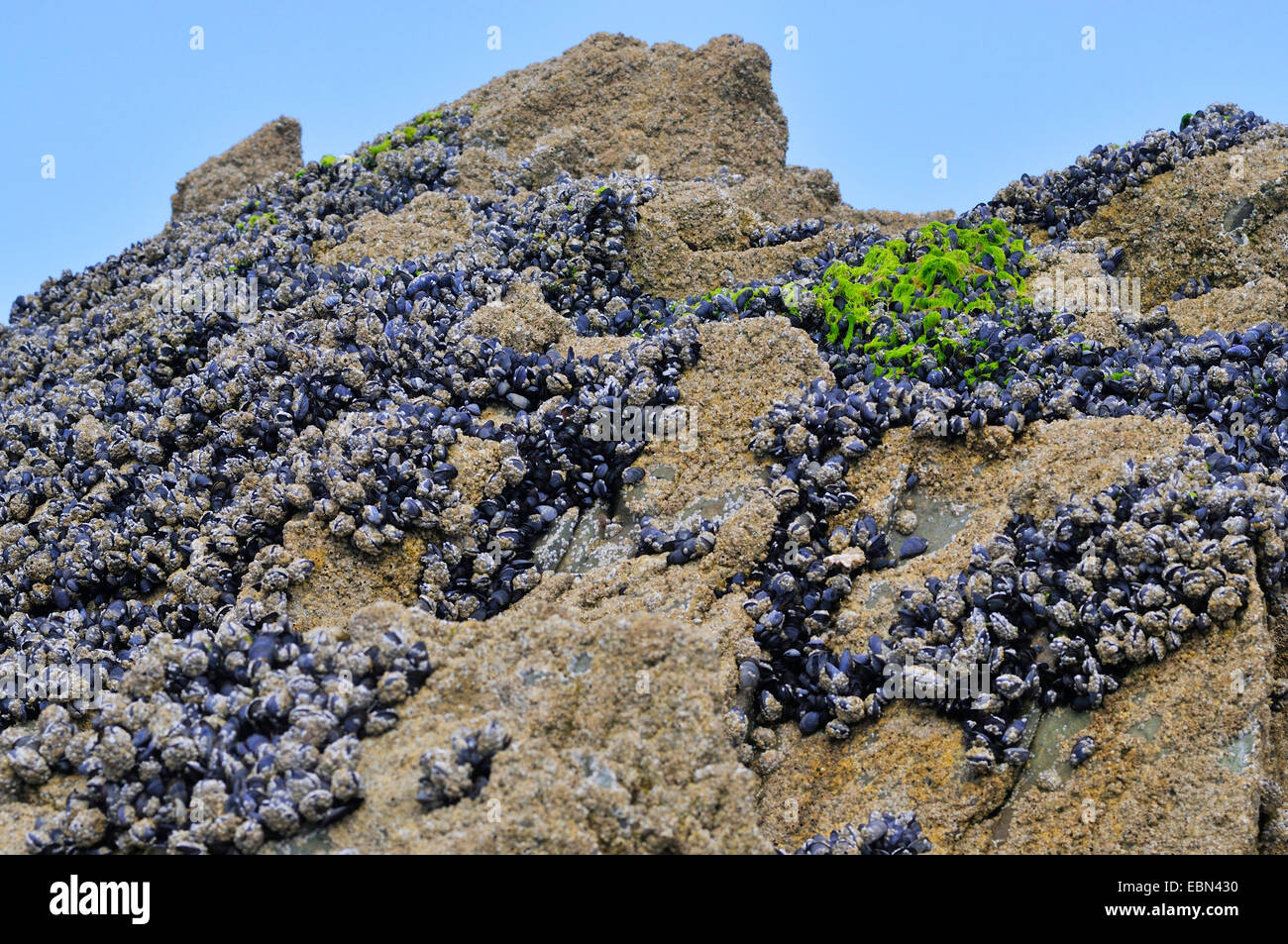 blue mussel, bay mussel, common mussel, common blue mussel (Mytilus ...