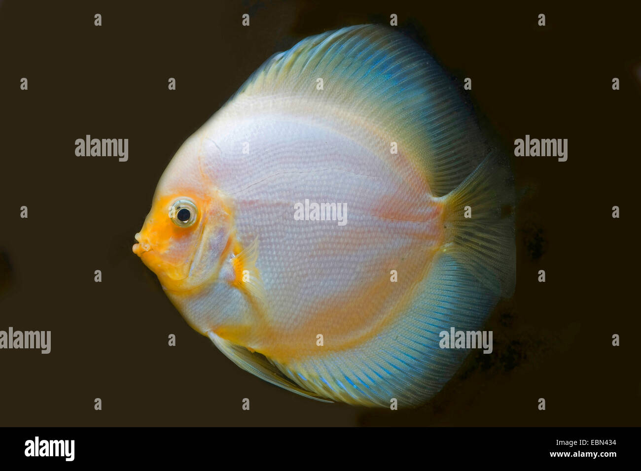 Blue Discus Symphysodon Aequifasciatus at Martha Holt blog