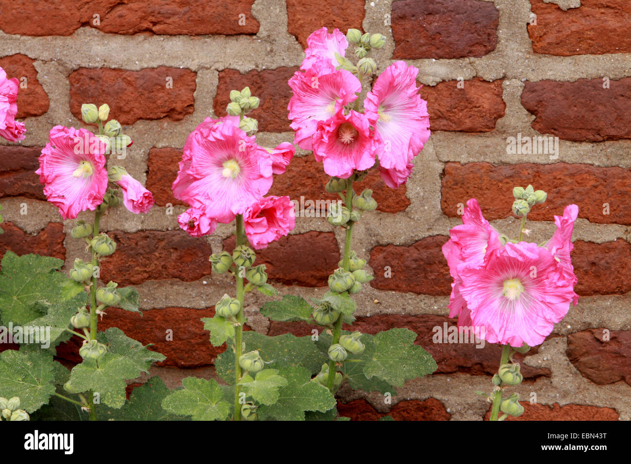 holly hock, hollyhock (Alcea rosea, Althaea rosea), blooming, Germany ...