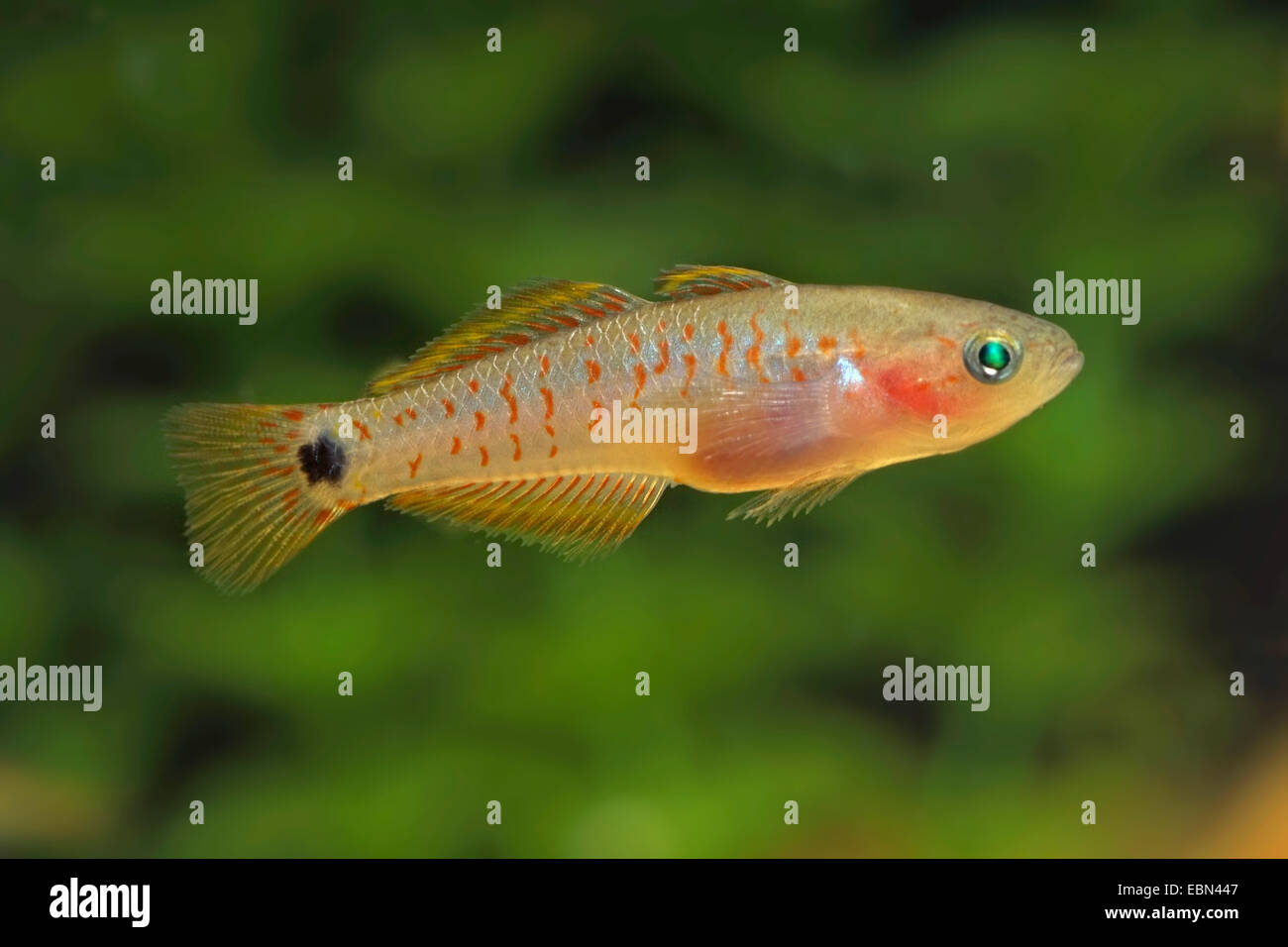 Eye-spot sleeper, Peacock gudgeon, Peacock goby (Tateurndina ...