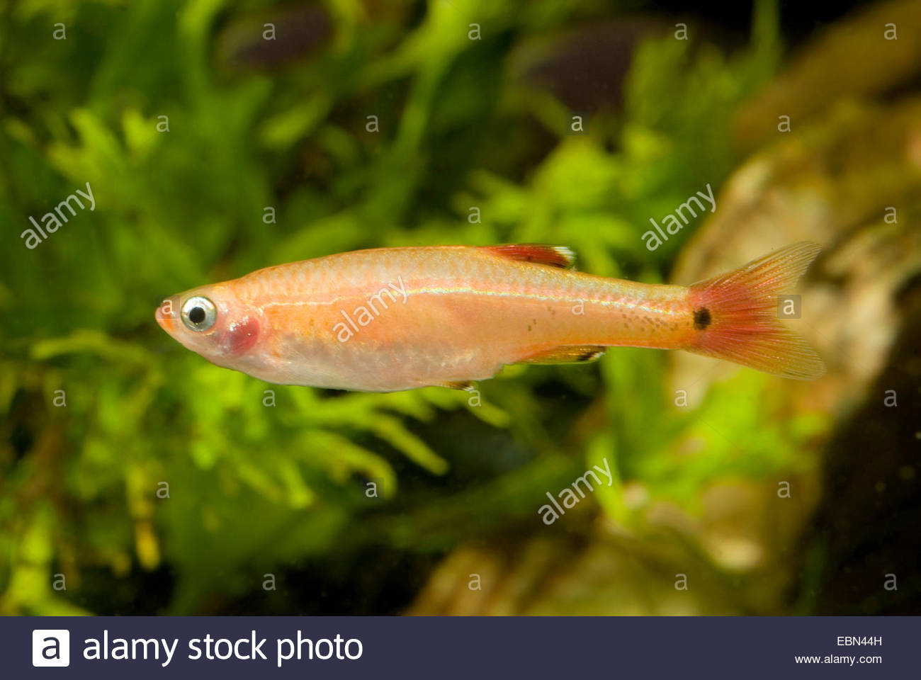 Freshwater Minnow Stock Photos & Freshwater Minnow Stock Images - Alamy