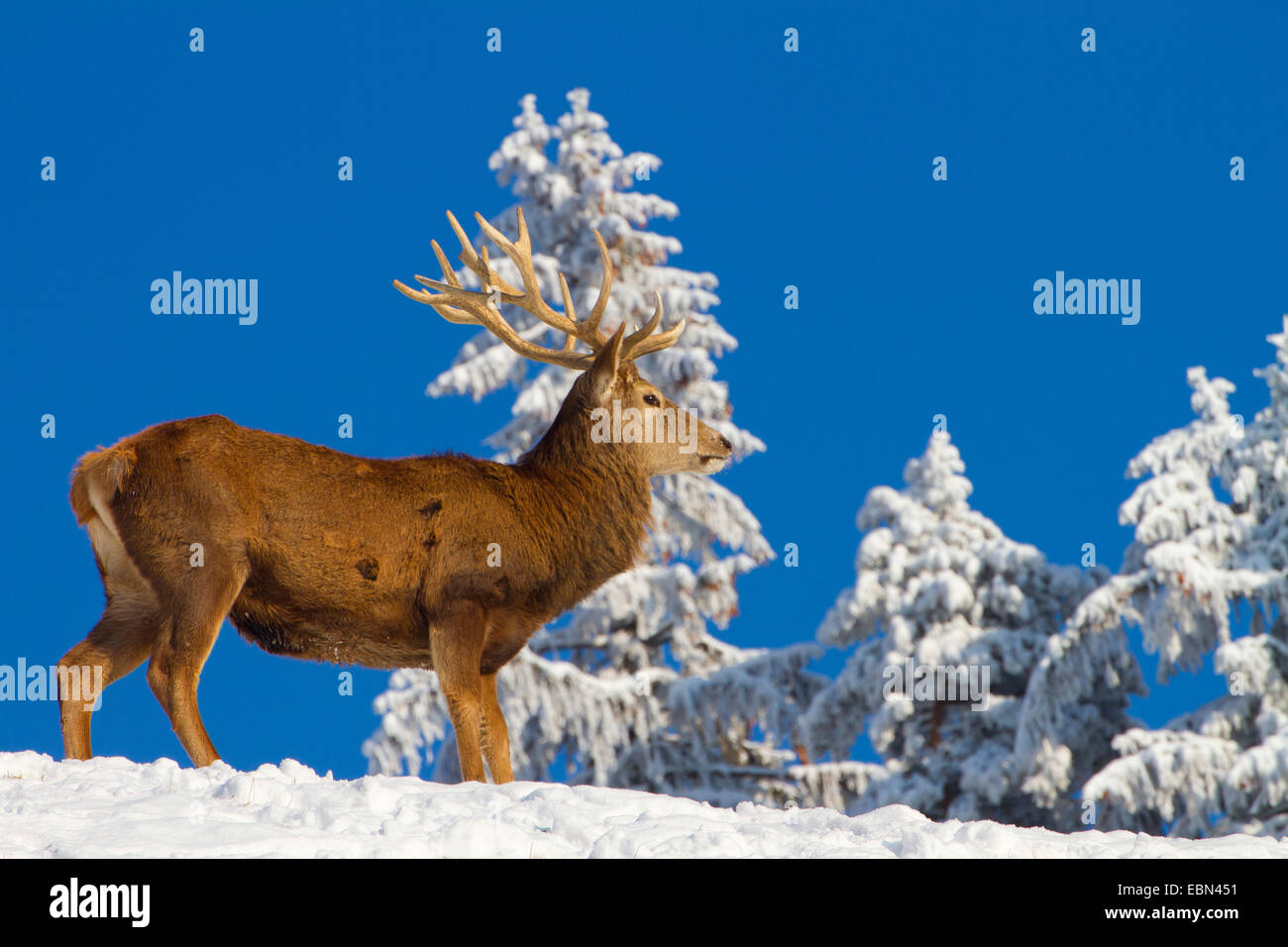 Blue harts hi-res stock photography and images - Alamy