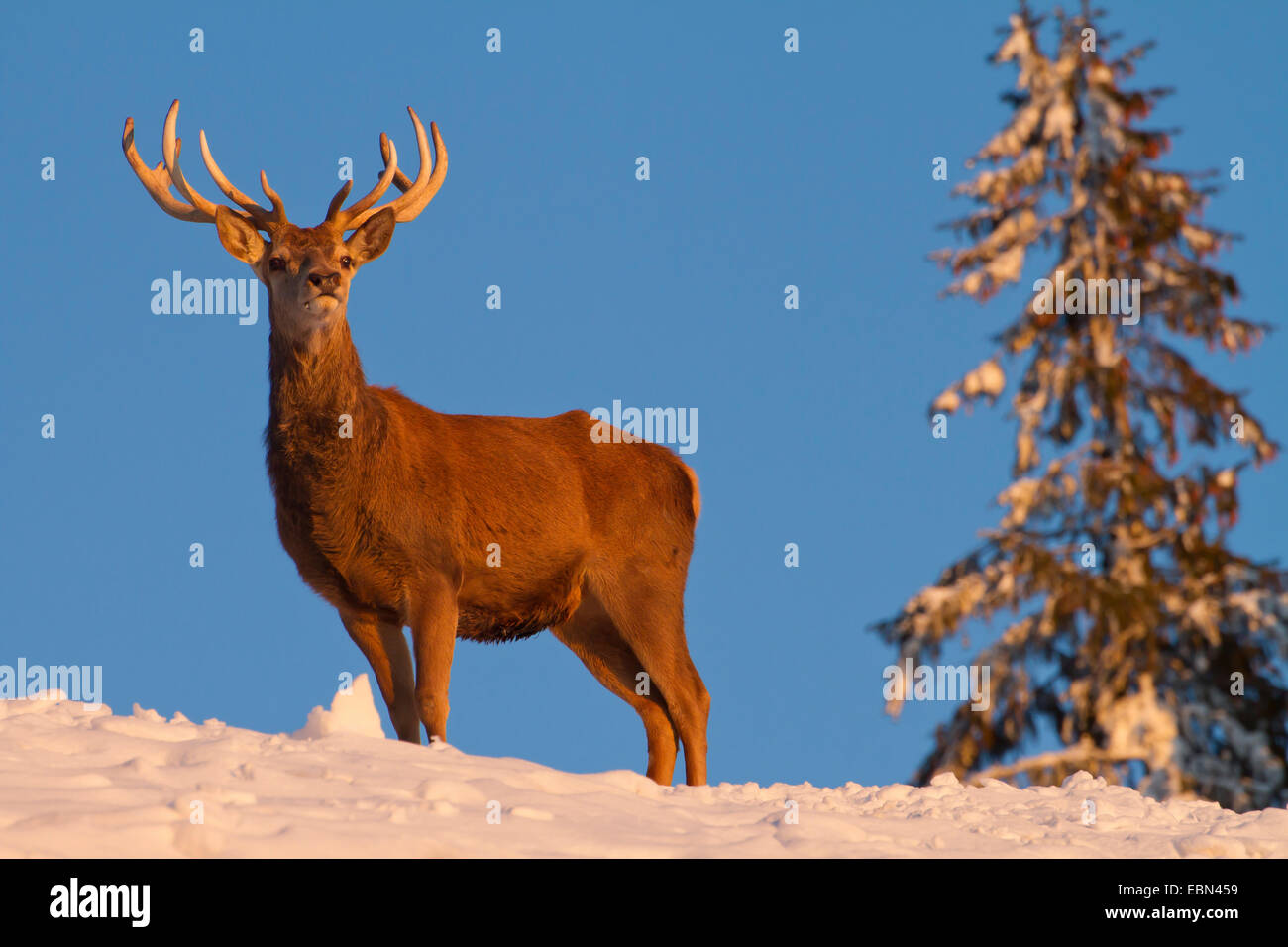 Vorarlberg winter hi-res stock photography and images - Alamy