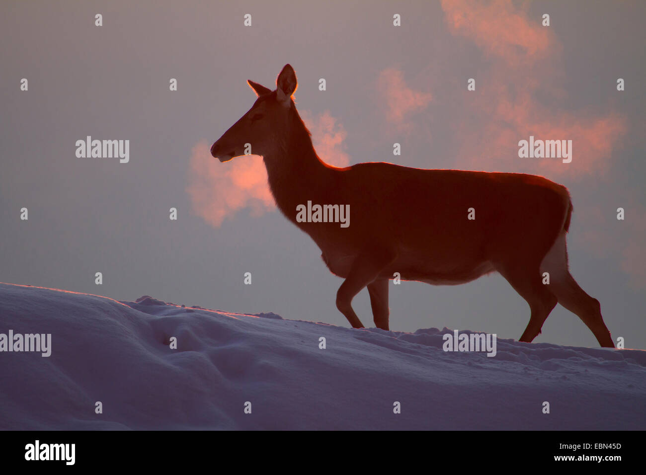 Sunset with deer hi-res stock photography and images - Alamy