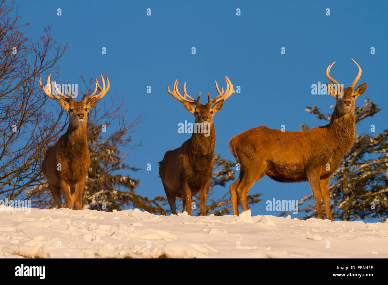red deer (Cervus elaphus), three young bulls looking down from a snow ...