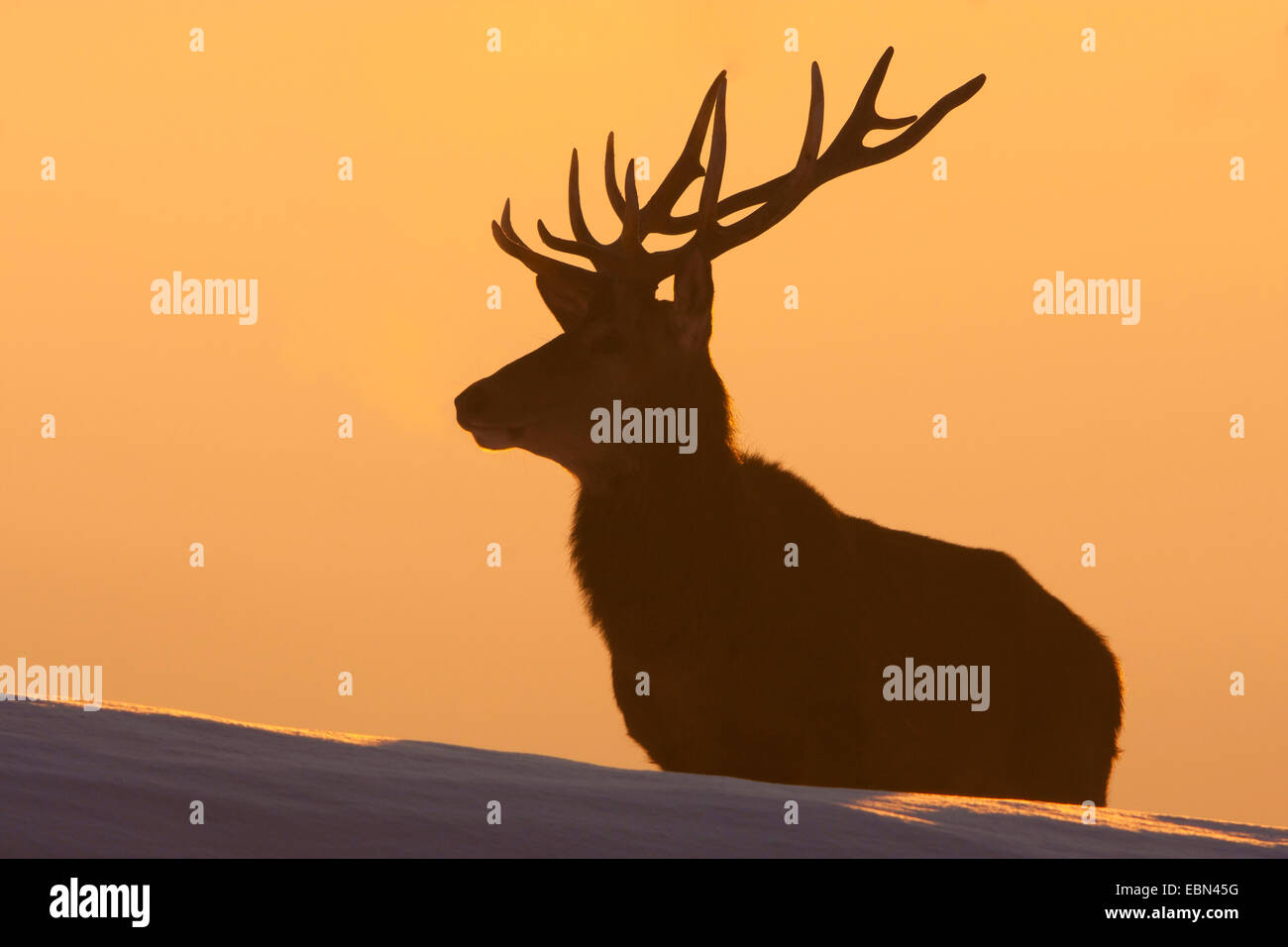 Bull sunset hi-res stock photography and images - Alamy