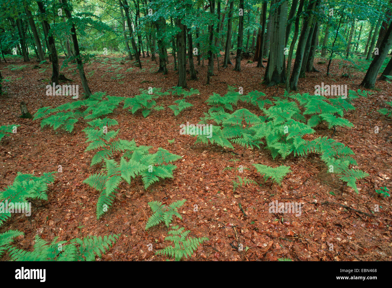 Pteridium aquilinum hi-res stock photography and images - Alamy