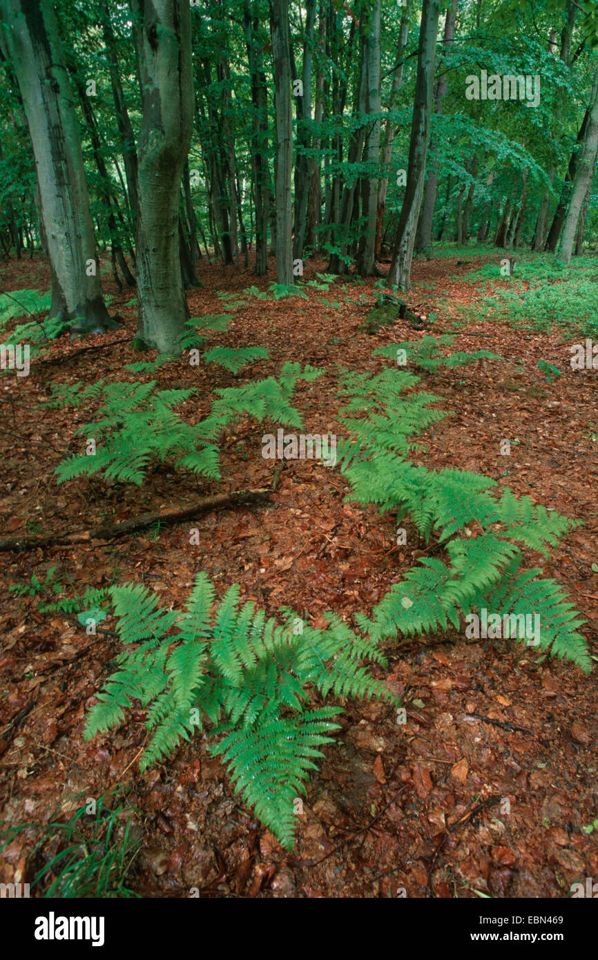 bracken fern (Pteridium aquilinum), in beech forest, Denmark, Insel ...