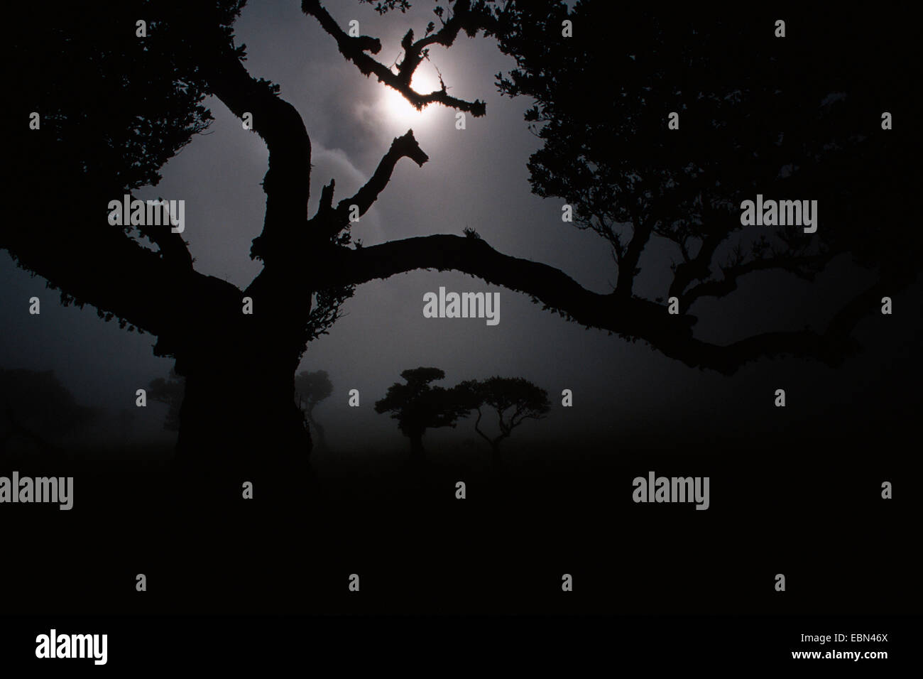 Azorean laurel, Azorian laurel (Laurus azorica, Laurus canariensis ...