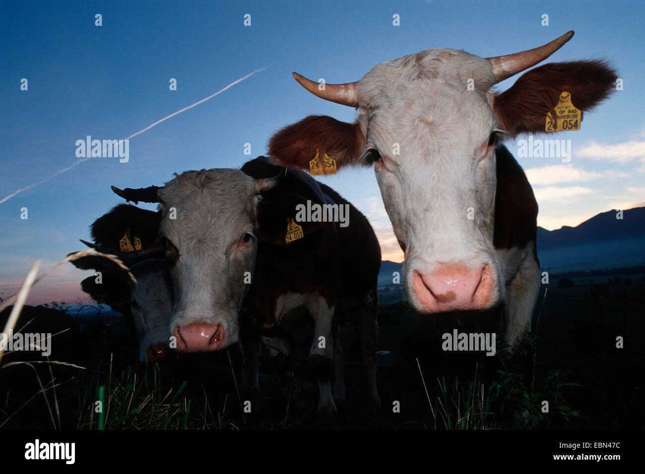 domestic cattle (Bos primigenius f. taurus), three curious animals ...